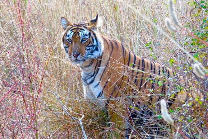 Golden Triangle with Ranthambore & Jhalana Leopard Safari Tour - A Close-Up Look at the Itinerary