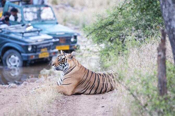 Golden Triangle with Tiger Safari (8 Days) - Key Points