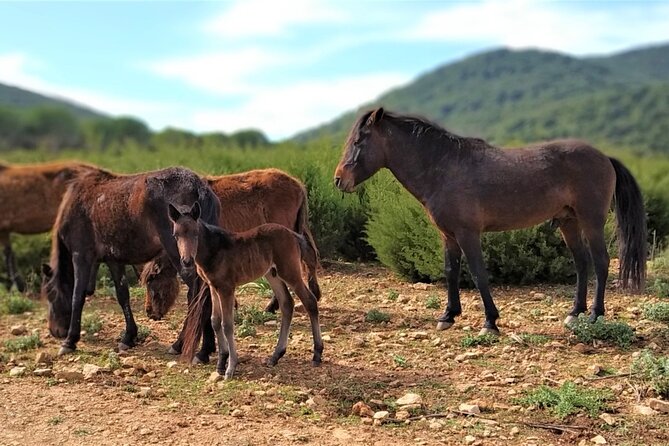 Golf Car Hire in Porto Conte Natural Park - Discovering Porto Conte by Golf Car: The Experience in Detail