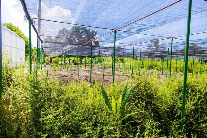 Golf Cart Eco Tour Half Day Tour - FAQs