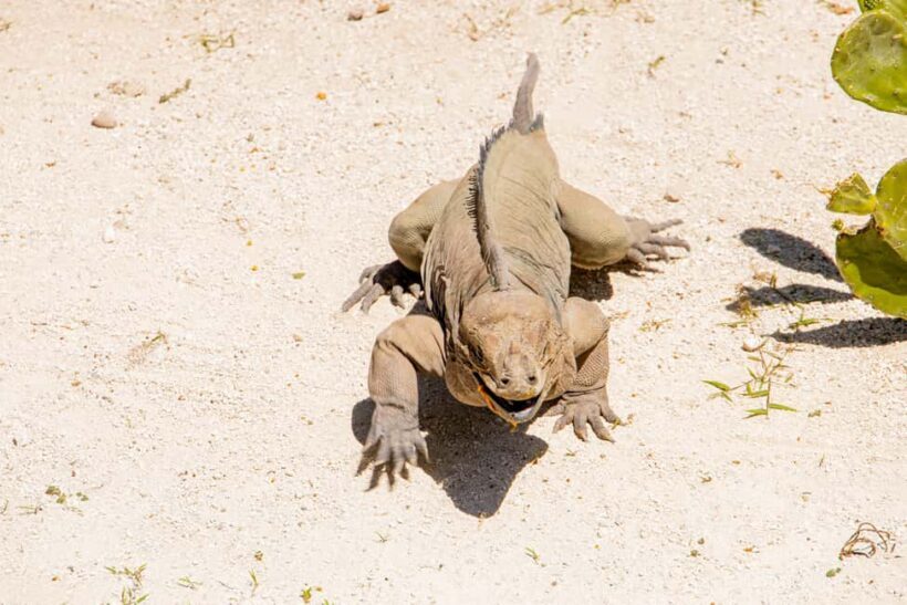 Golf Cart Eco Tour Half Day Tour - Practical Details and What To Expect