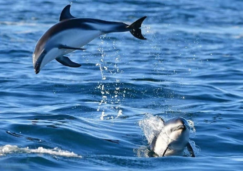 Golfo Aranci: boat tour in the Tavolara Protected Area - An Authentic Day on Sardinia’s Waters
