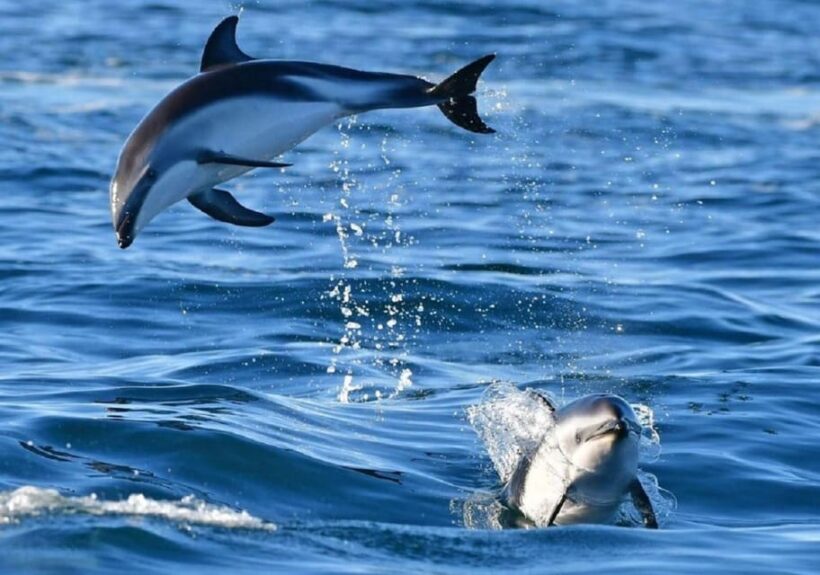 Golfo Aranci: boat tour in the Tavolara Protected Area - Final Thoughts