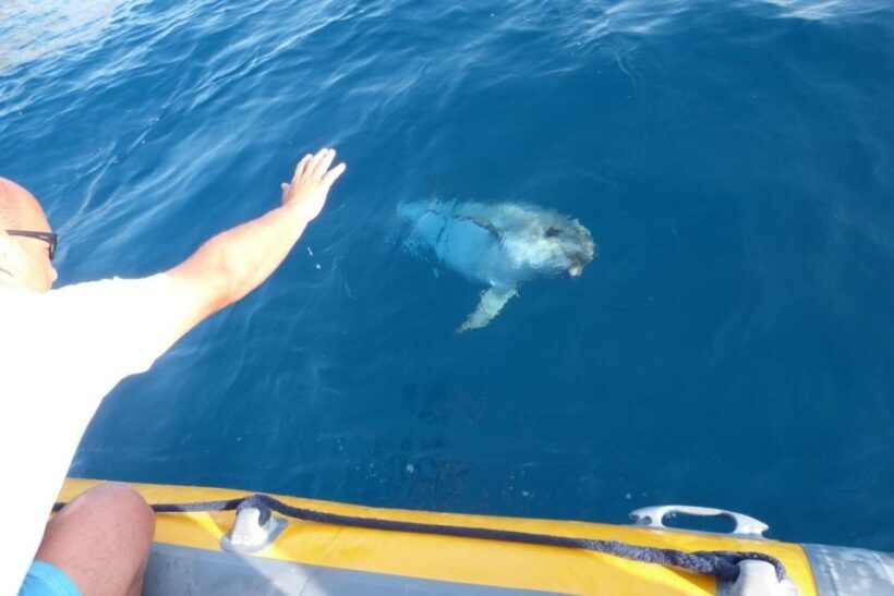 Golfo Aranci: Dolphin Watching and Snorkeling Boat Tour - Analyzing Value and Practical Tips