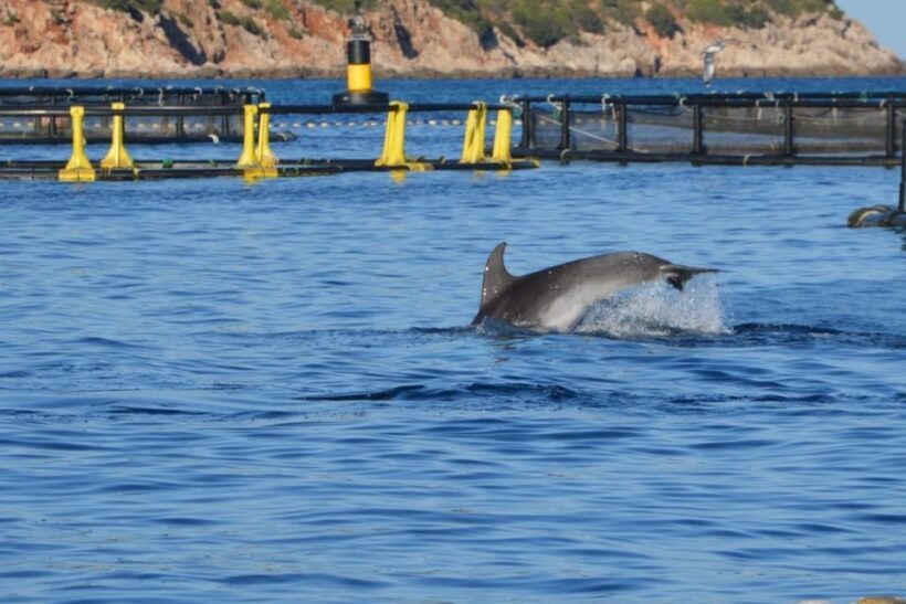 Golfo Aranci: Dolphin Watching and Snorkeling Boat Tour - FAQs