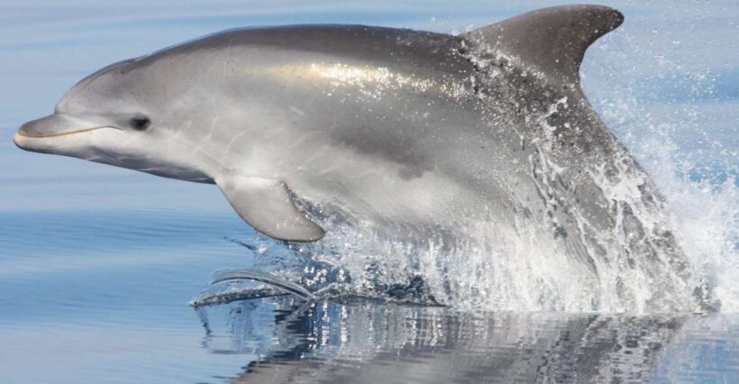 Golfo Aranci: Eco-Friendly Dolphin Watching Boat Trip - Key Points