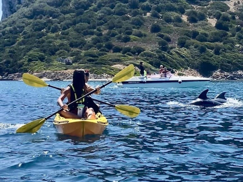Golfo Aranci: German guided Kayak tour, Aperitif & Dolphins - Key Points