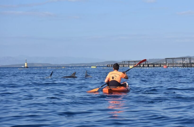 Golfo Aranci: Sunrise Dolphin Kayak Tour with Breakfast - Introduction