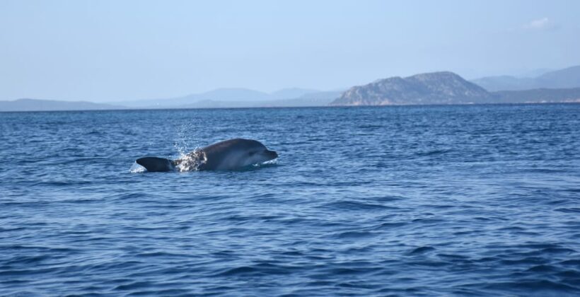 Golfo Aranci: Sunrise Dolphin Kayak Tour with Breakfast - The Sum Up