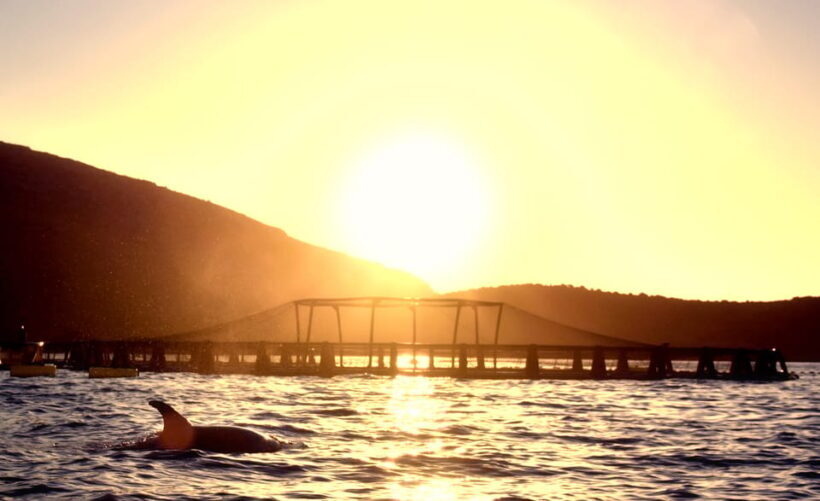 Golfo Aranci: Sunrise Dolphin Kayak Tour with Breakfast - FAQ