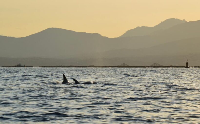 Golfo Aranci: Sunset Dolphin Kayak Tour with Aperitif - FAQ