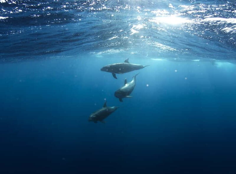 Golfo Aranci: Tavolara and Molara Snorkeling Dinghy Tour - Final Words