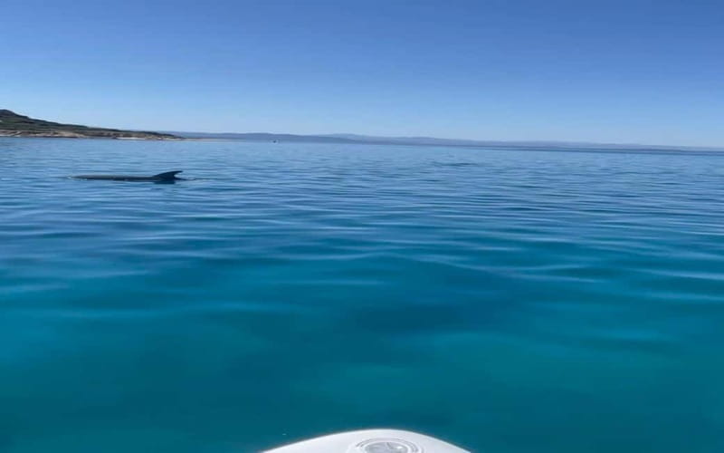 Golfo Aranci tour SUP Paddleboard Dolphin watching, aperitif - The Bottom Line