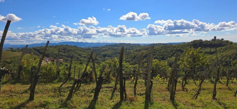 Gorika Brda: Wine Walk and Tasting - Exploring the Heart of Brda Wine Country