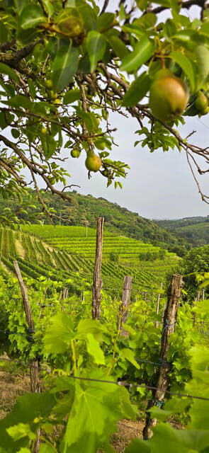 Gorika Brda: Wine Walk and Tasting - Is This Tour Worth the Price?