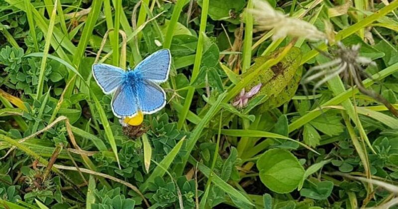 Gorran Haven: Dodman Point Coast and Country Guided Walk - Practical Details and Tips