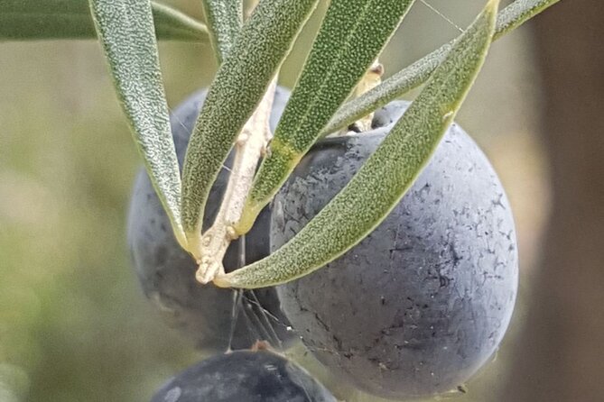 Gourmet Journey: 11-Course Lunch, Wine Tasting & Culinary Session - Captivating Wine Tasting Session