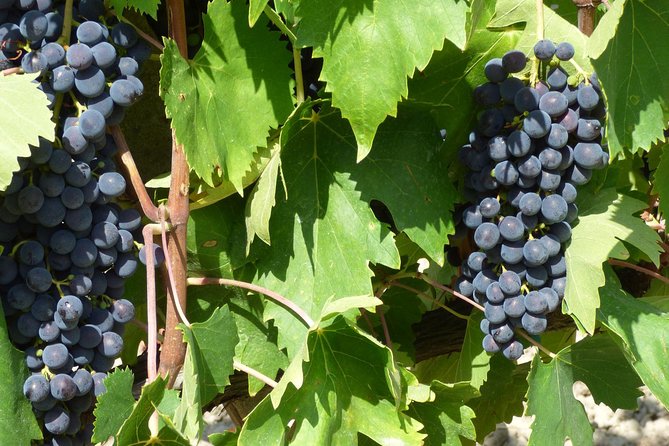 Gourmet Wine Tour San Gimignano Wine Tasting - San Quirico Winery - Vernaccia Di San Gimignano Wines