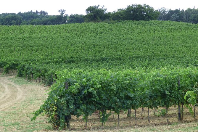 Gourmet Wine Tour San Gimignano Wine Tasting - San Quirico Winery - Chianti Colli Senesi and San Gimignano Reds