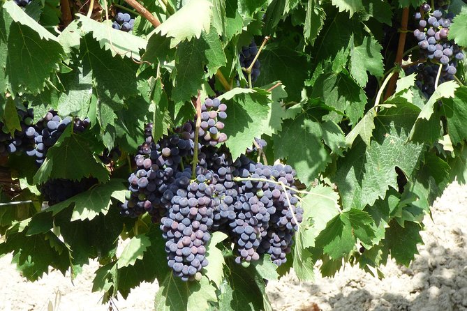 Gourmet Wine Tour San Gimignano Wine Tasting - San Quirico Winery - Wine and Olive Oil Purchase Opportunities