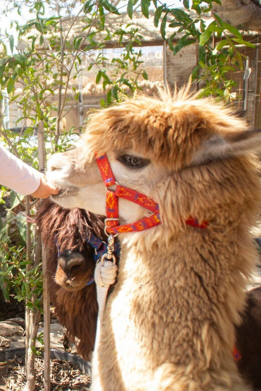 Gozo Alpaca Walks : with feeding and farm visit - Introduction