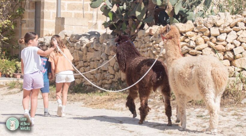 Gozo Alpaca Walks : with feeding and farm visit - FAQs