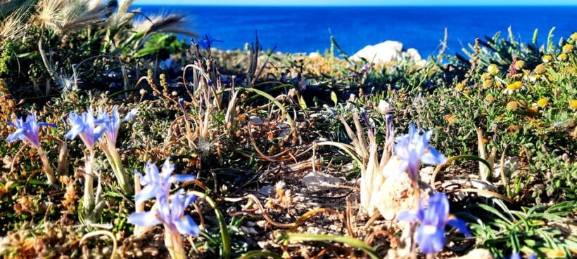 Gozo Unveiled: Guided Hiking in Gozo - North East - Frequently Asked Questions