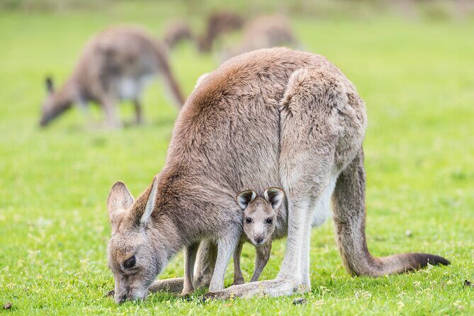 Grampians National Park with MacKenzie Falls and Kangaroos - The Itinerary in Detail