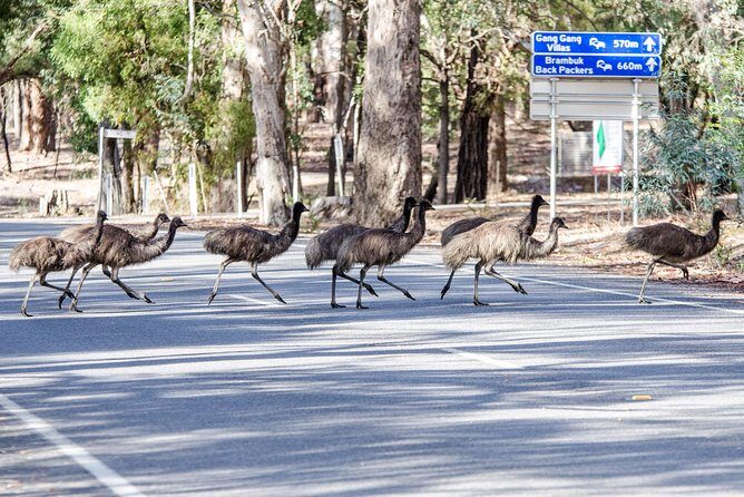 Grampians National Park with MacKenzie Falls and Kangaroos - FAQ