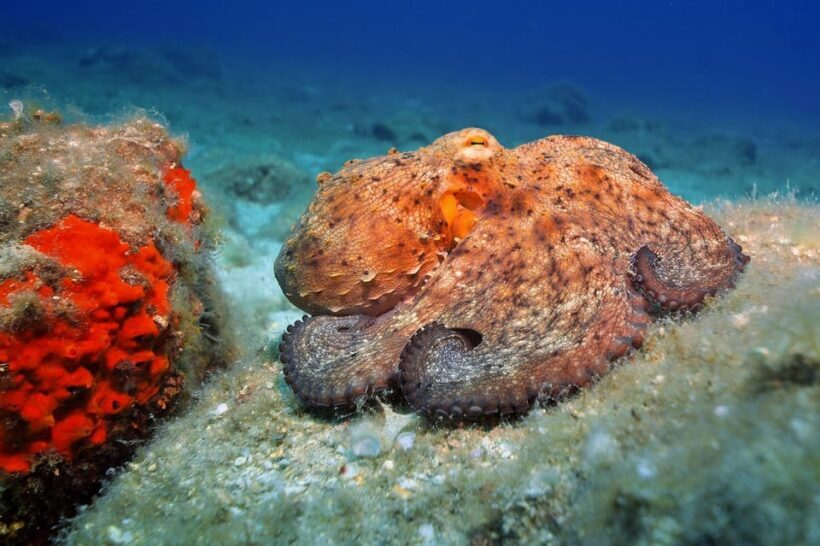 Gran Canaria: 3-Day Open Water Diver Course - Why This Course Stands Out