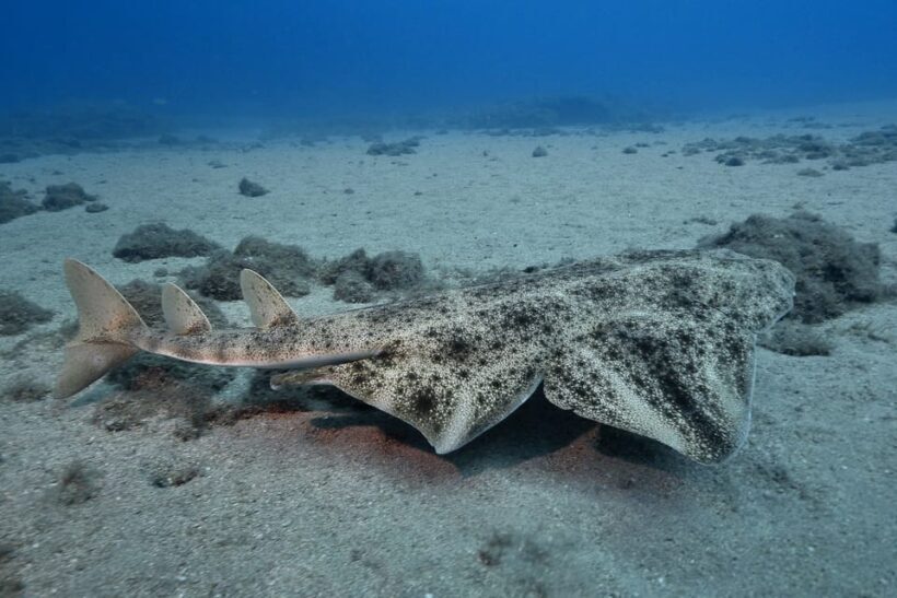 Gran Canaria: 3-Day Open Water Diver Course - The Experience and What Travelers Say