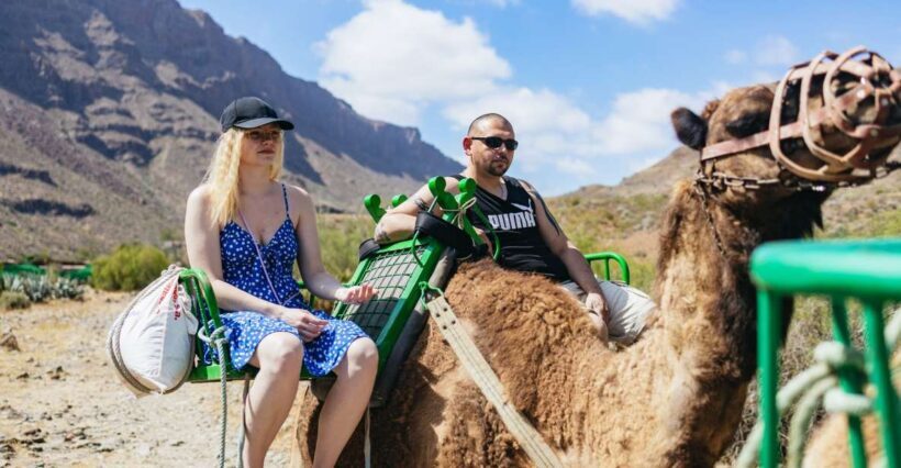 Gran Canaria: Camel Ride Safari w/ Optional Food & Transport - Key Points