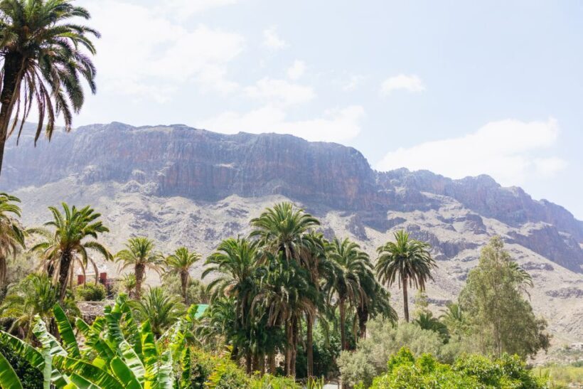 Gran Canaria: Camel Ride Safari w/ Optional Food & Transport - In-Depth Look at the Camel Ride Safari Experience