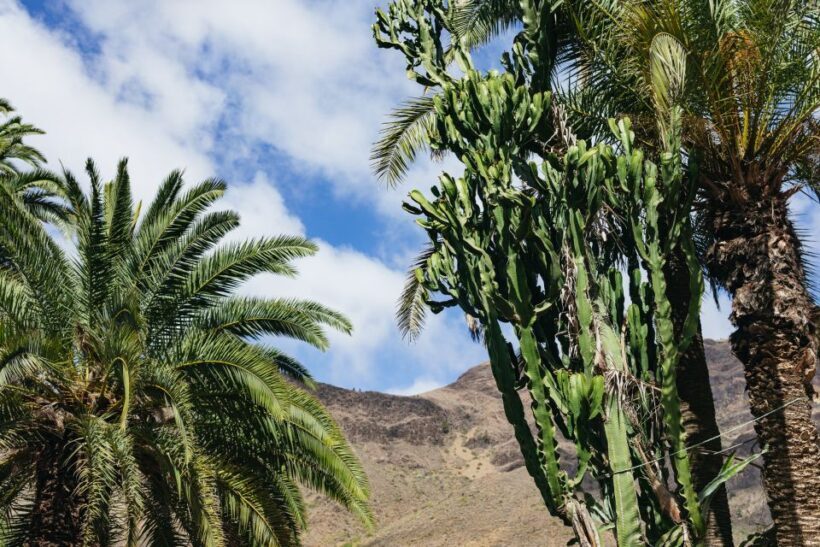 Gran Canaria: Camel Ride Safari w/ Optional Food & Transport - Final Thoughts