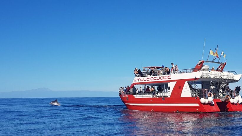 Gran Canaria: Dolphin and Whale Watching Cruise - A Practical Look at the Experience