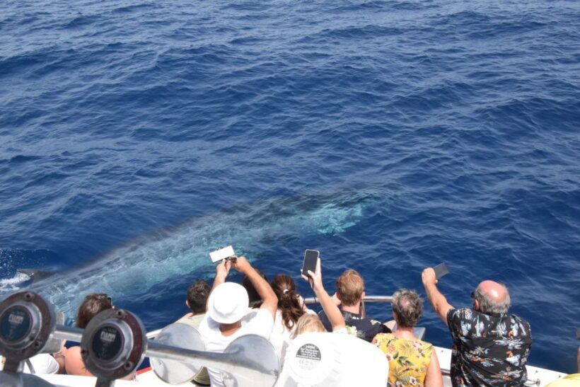 Gran Canaria: Dolphin and Whale Watching Cruise - Who Should Consider This Tour?