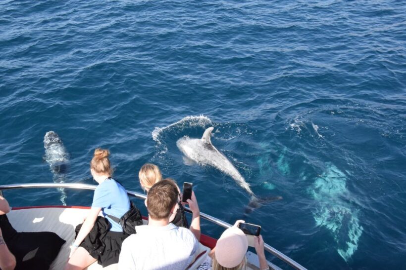Gran Canaria: Dolphin and Whale Watching Cruise - Final Thoughts
