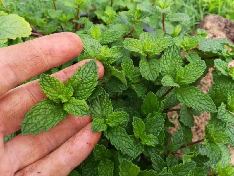 Gran Canaria: Green Witchcraft in the Magic Island - Final Thoughts