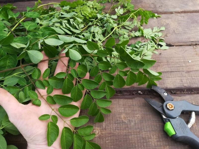 Gran Canaria: Green Witchcraft in the Magic Island - FAQ