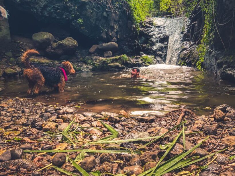 Gran Canaria: Guided Day Tour to Rainforest with Tasting - FAQ