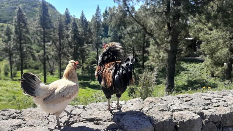 Gran Canaria: Highlights & hidden gems by 2 local guides - Pico de las Nieves: The Island’s Highest Point