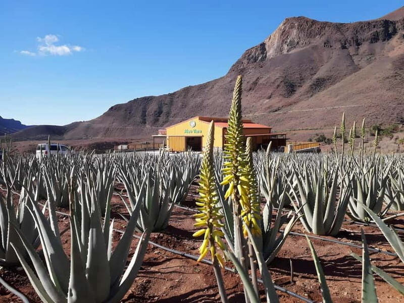 Gran Canaria: Island Highlights Tour with Optional Lunch - Practical Tips for Your Trip