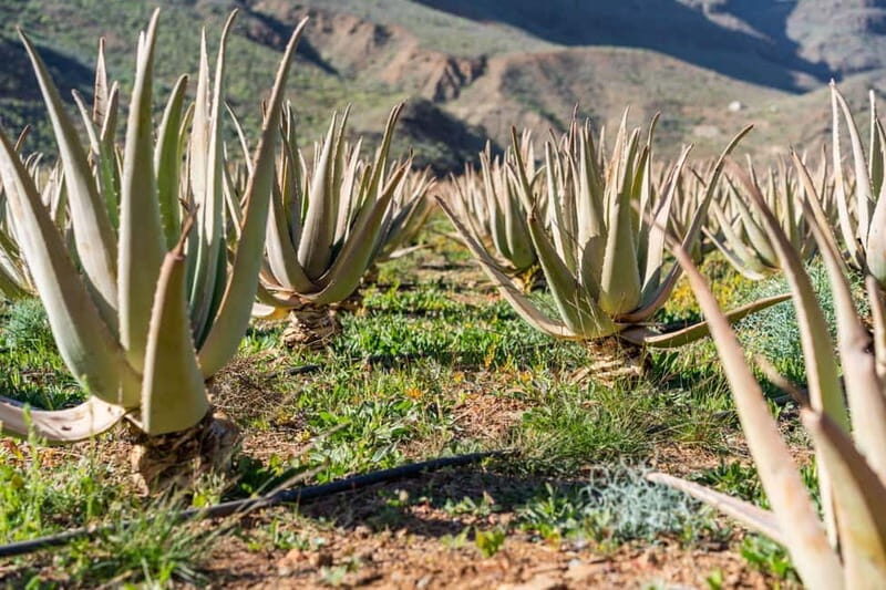 Gran Canaria Peaks in Minibus: Firgas, Teror, Aloe Vera tour - Introduction to the Tour