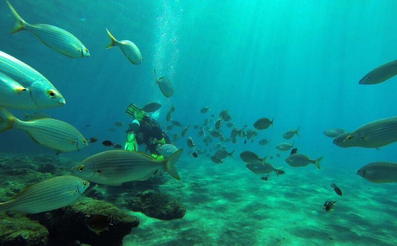 Gran Canaria Scuba Diving: 1-Day 2-Dive Package - An In-Depth Look at the Gran Canaria Scuba Diving Experience