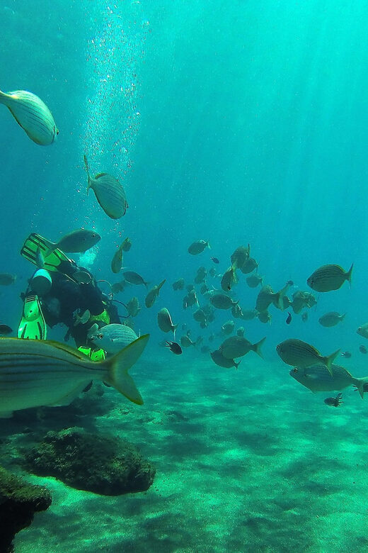 Gran Canaria Scuba Diving: 3-Day 6-Dive Package - Itinerary and Dive Sites: What You Can Expect