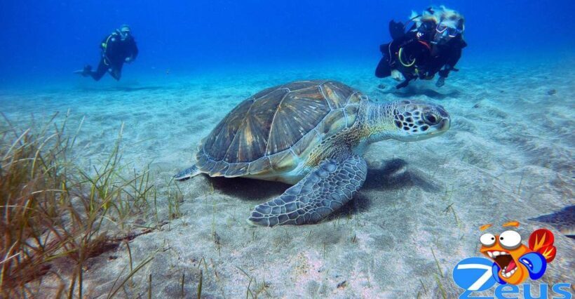 Gran Canaria Scuba Diving for Certified Divers - Introduction