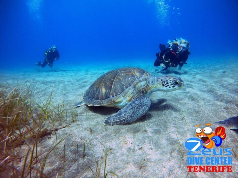 Gran Canaria Scuba Diving for Certified Divers - The Sum Up