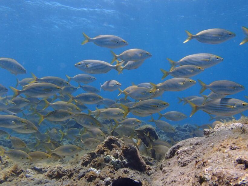 Gran Canaria Scuba Diving for Certified Divers - Who Will Get the Most from This Experience