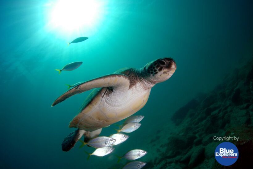 Gran Canaria Scuba Diving for Certified Divers - FAQ