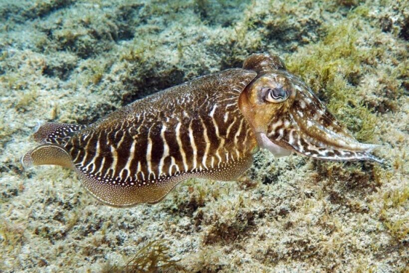 Gran Canaria: Snorkeling Trip - Who Should Consider This Tour?